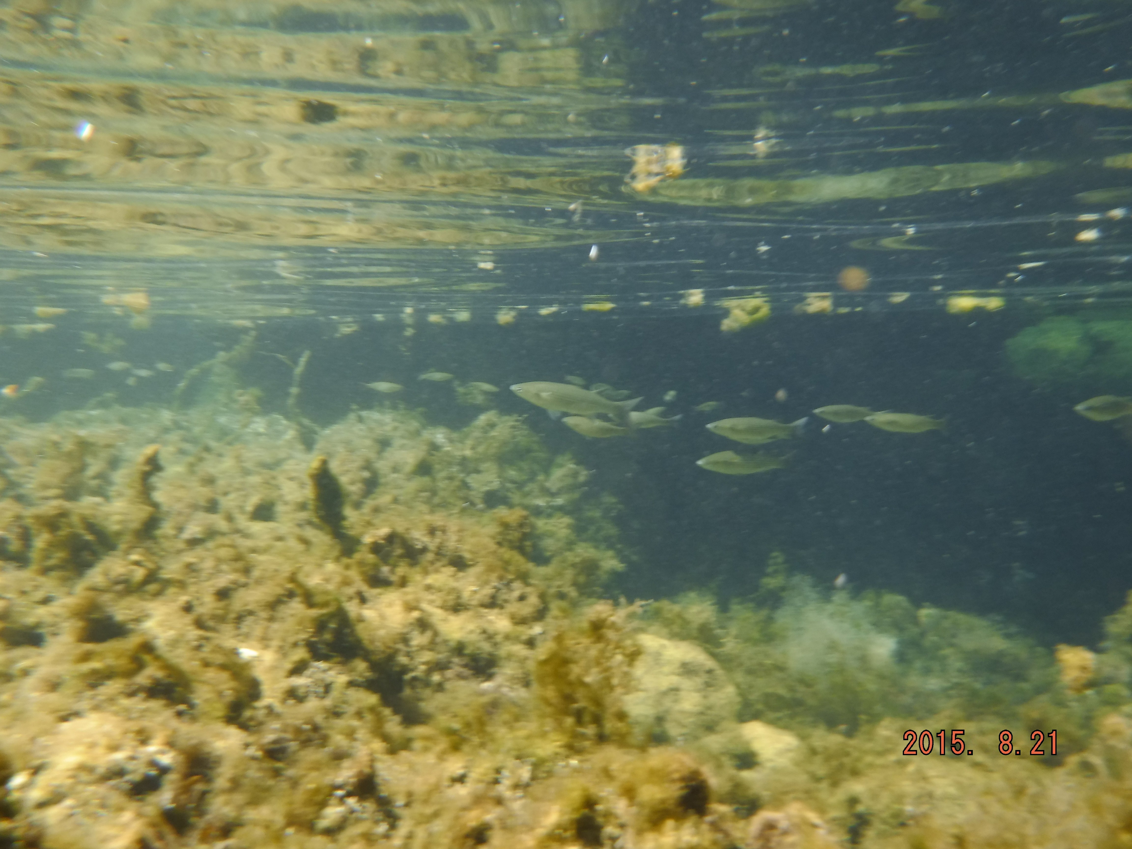 Malta’s Marine Biodiversity & Habitats | NatureMalta