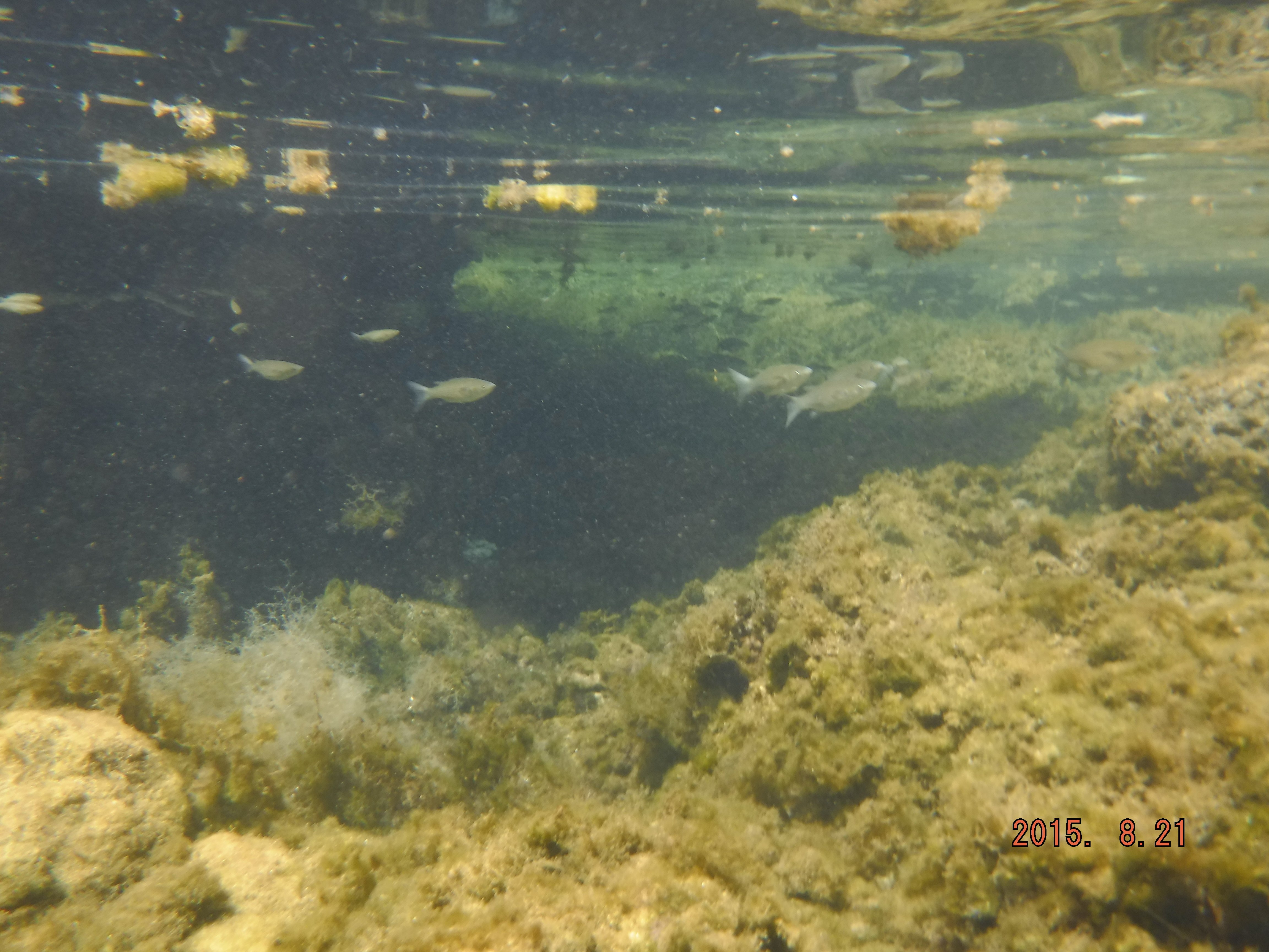 Mullet fish around the Maltese Islands
