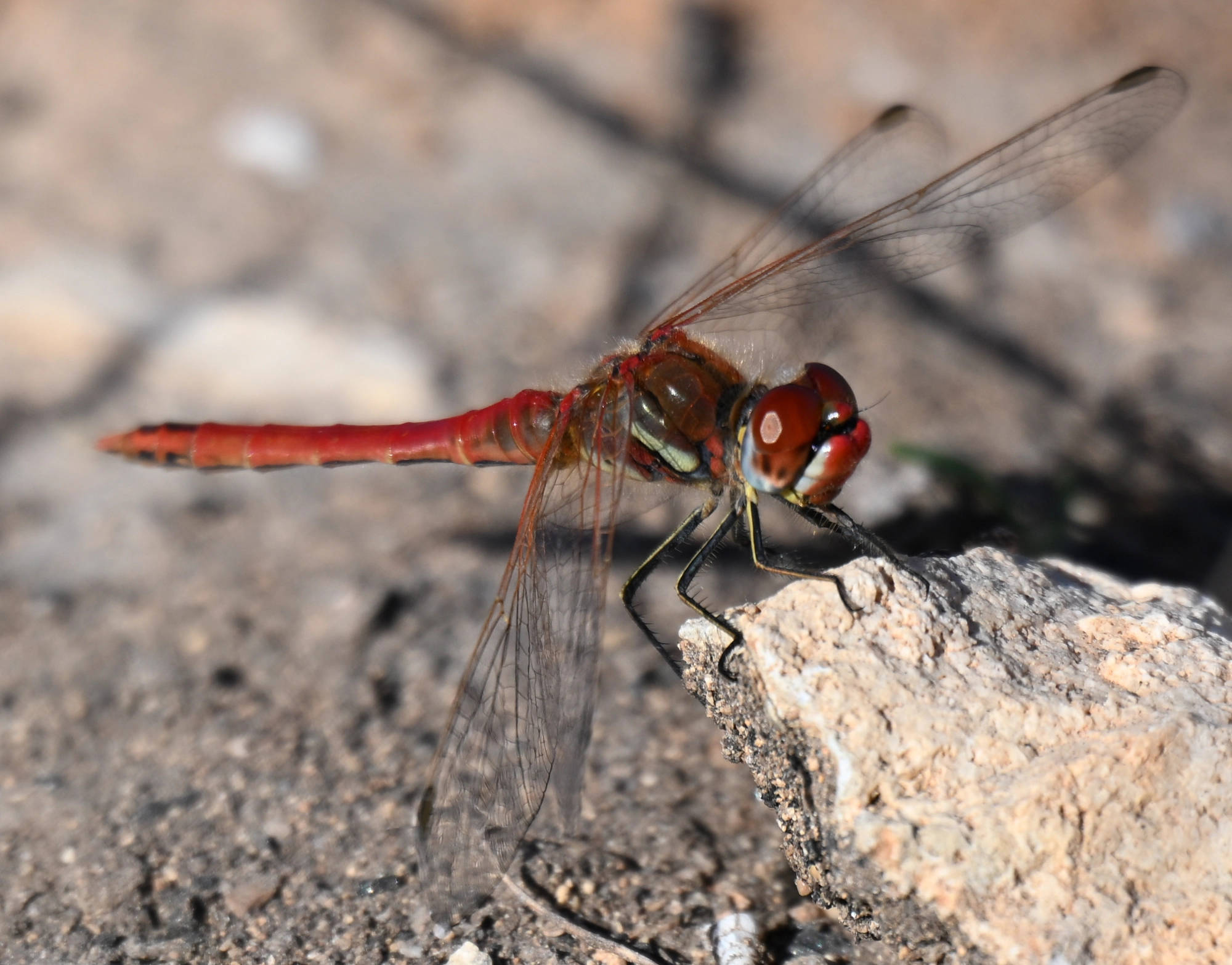 Insects of the Maltese Islands